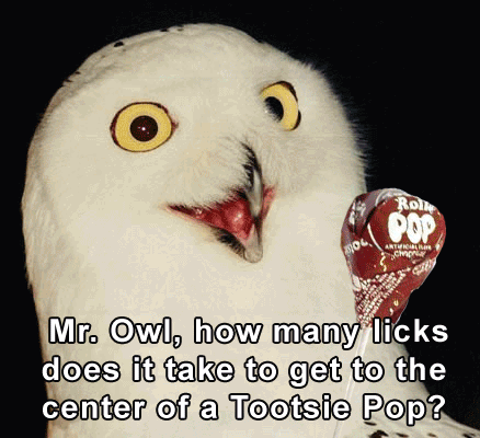 Owl Meme Tootsie Pops